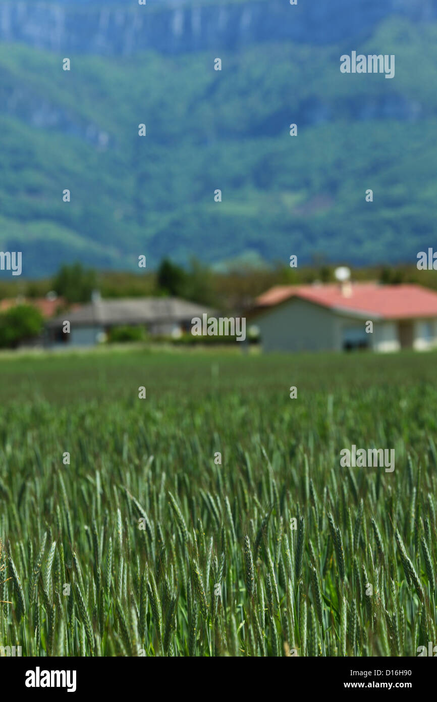 Early spring wheat field Stock Photo - Alamy