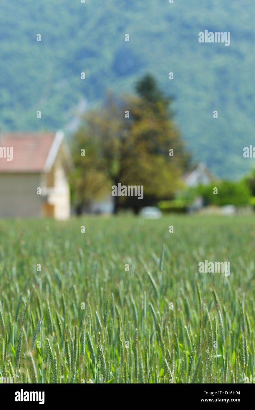 Early spring wheat field Stock Photo - Alamy