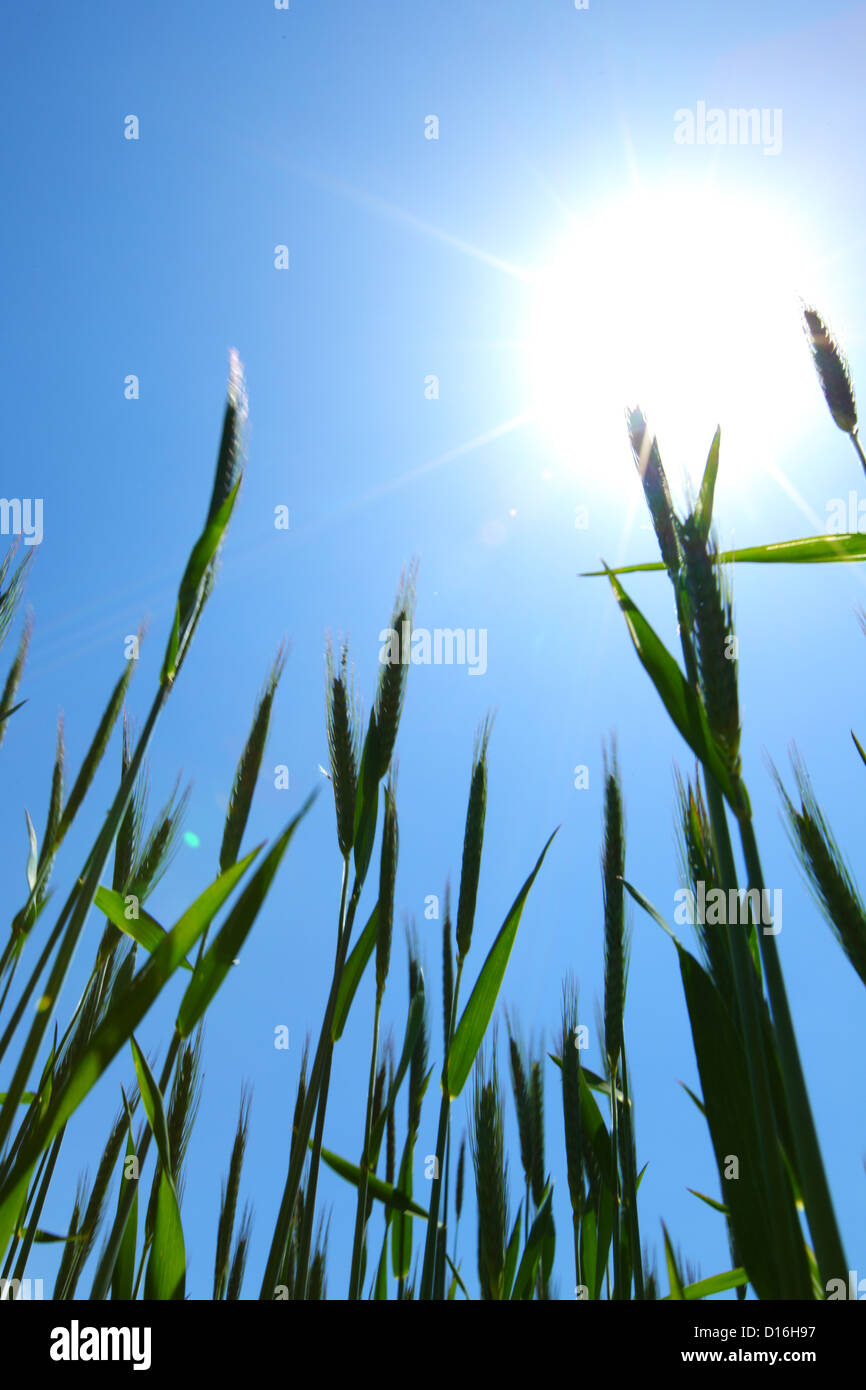 Summer field of wheat Stock Photo - Alamy