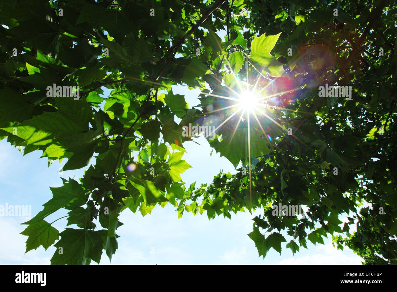 Green leaves and sun Stock Photo - Alamy