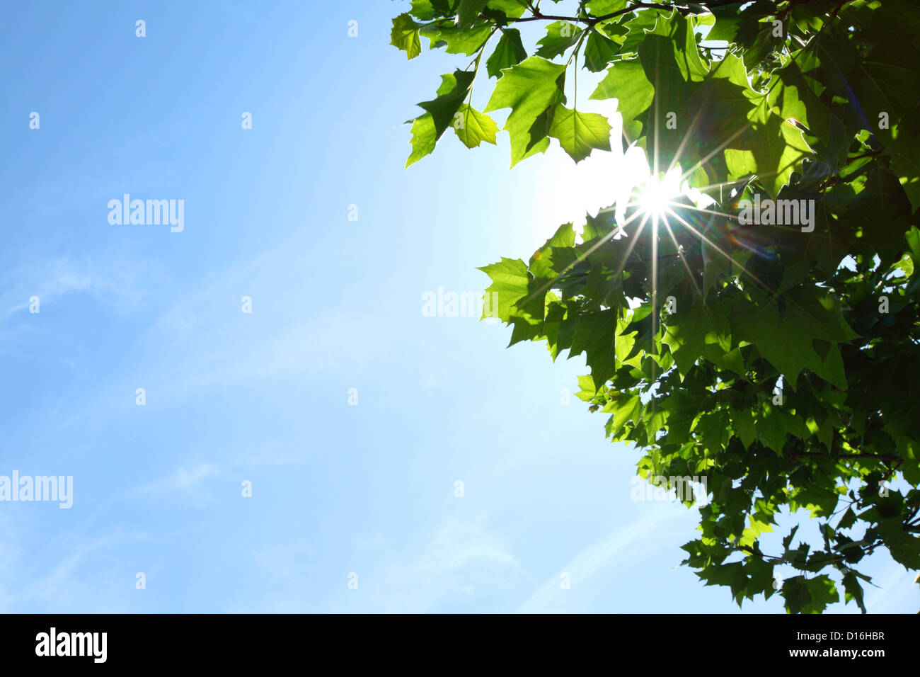 Green leaves and sun Stock Photo - Alamy