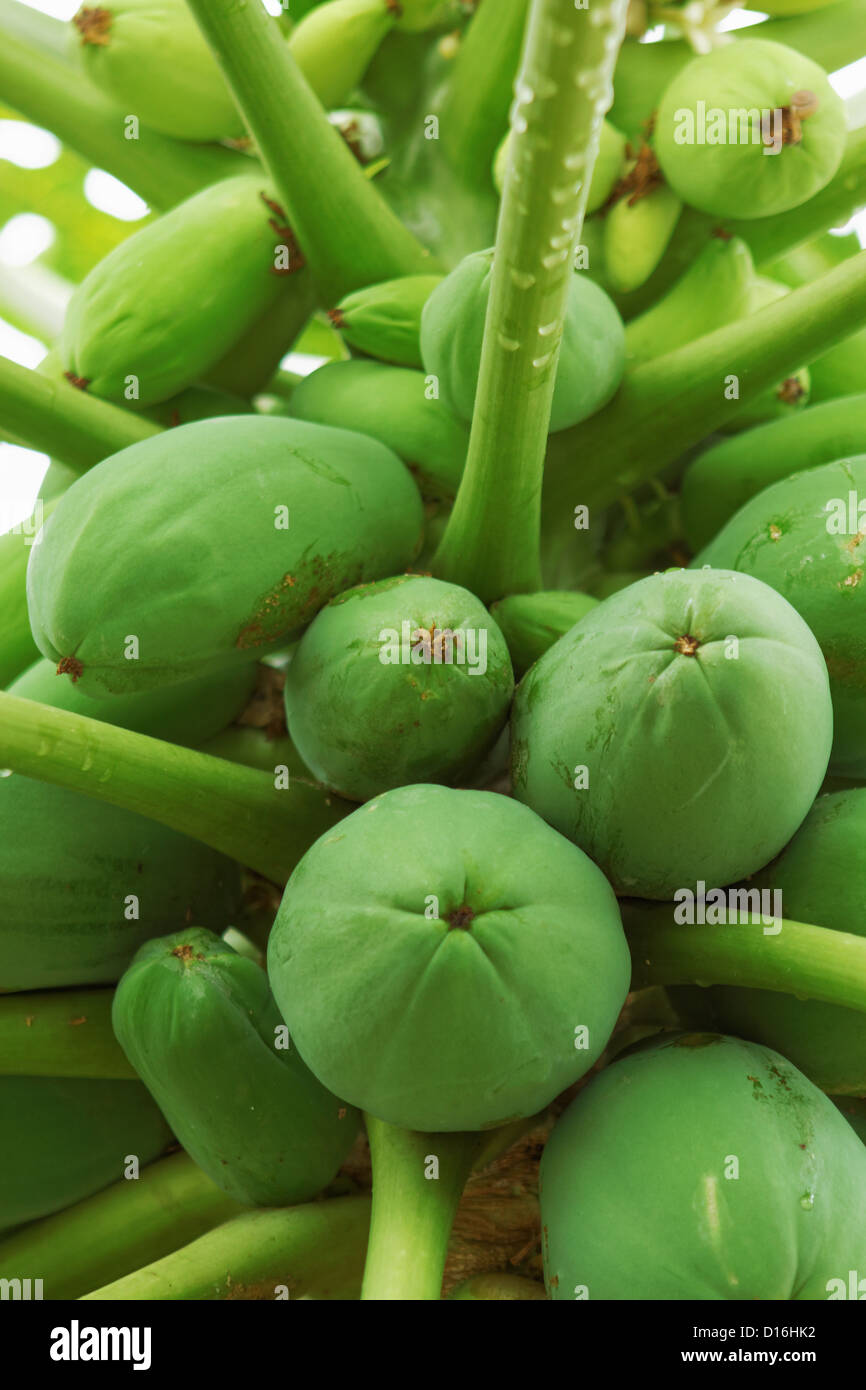 Papaya Tree Stock Photo - Alamy