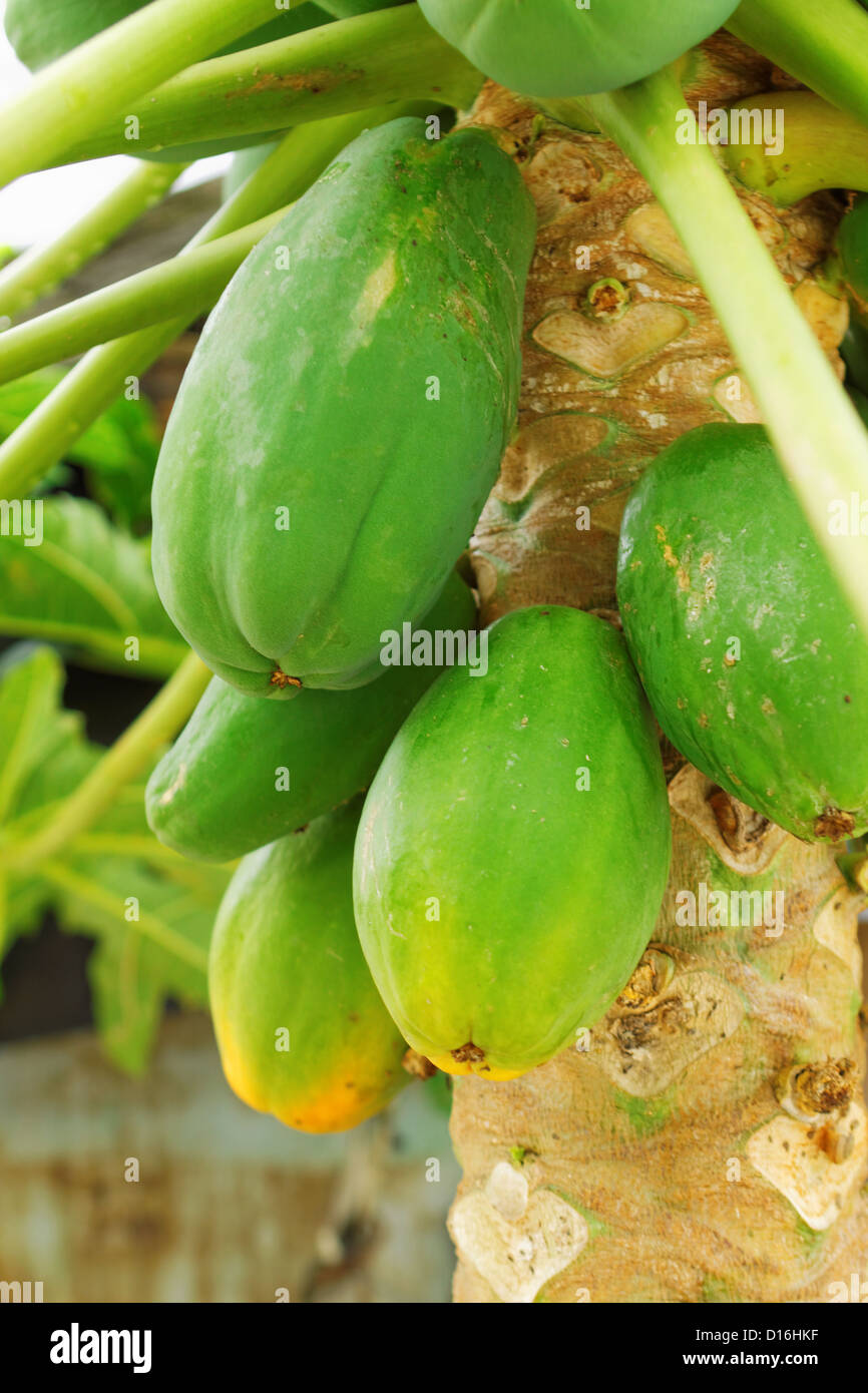 Papaya Tree Stock Photo - Alamy