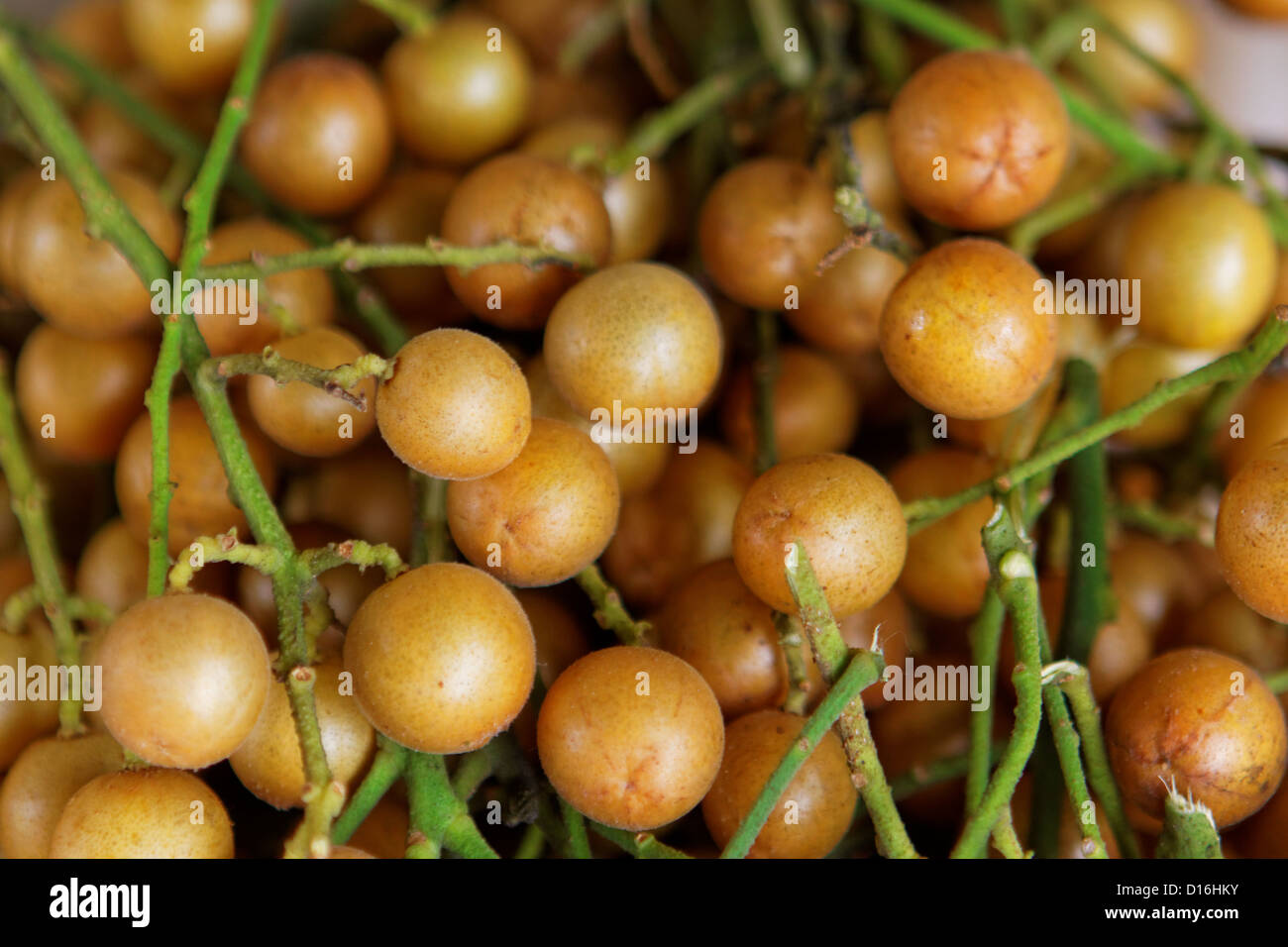 Longan tree hi-res stock photography and images - Alamy