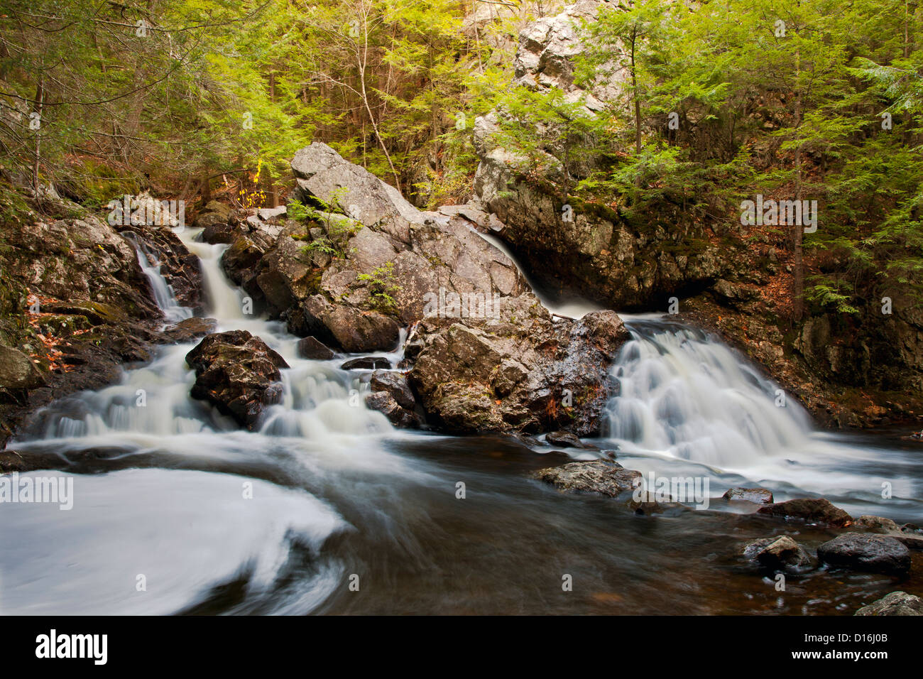 Bears den hi-res stock photography and images - Alamy