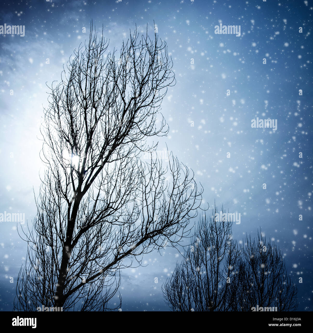 Old tree in winter Stock Photo - Alamy