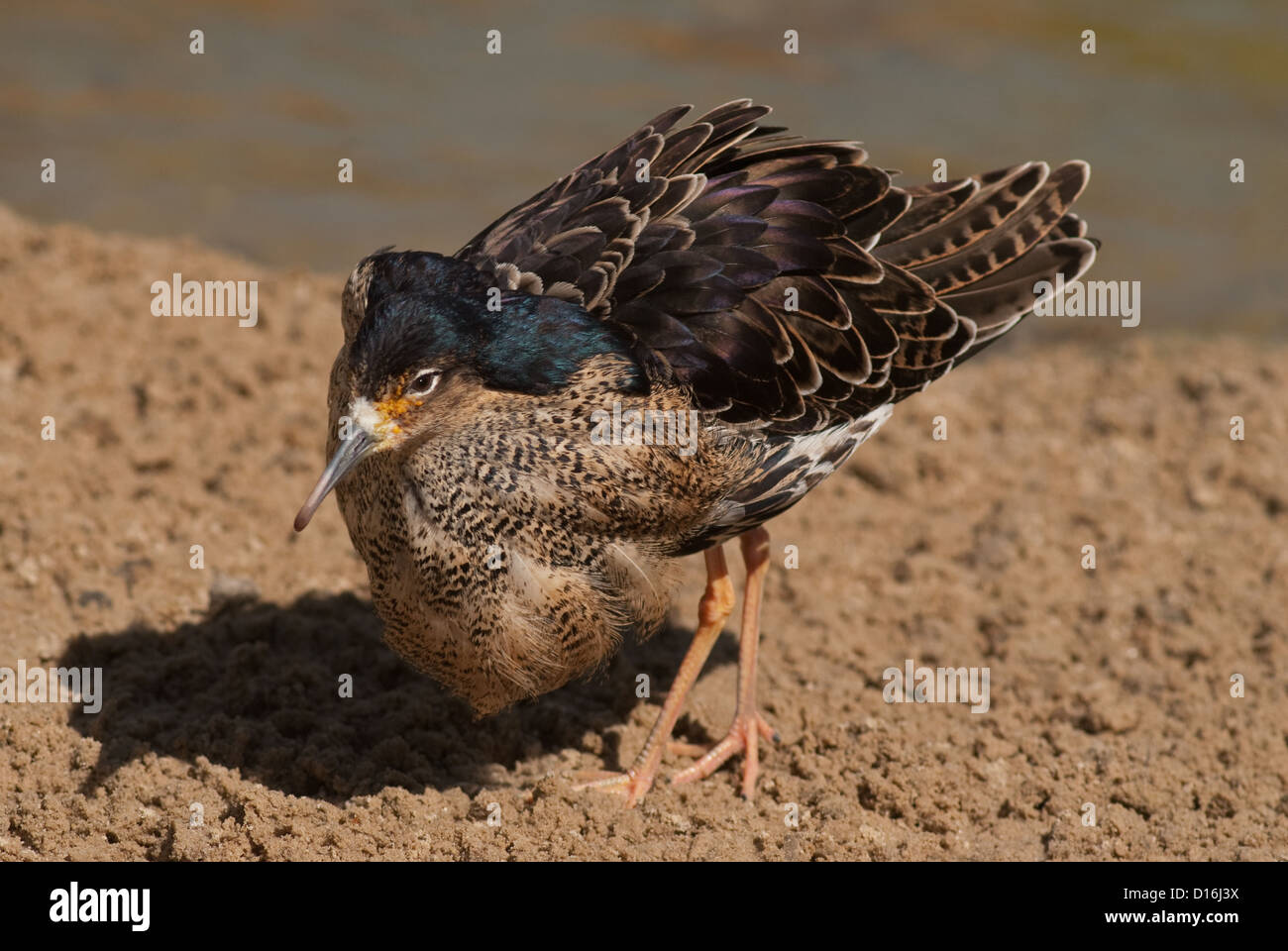 Adult male spring plumage hi-res stock photography and images - Alamy