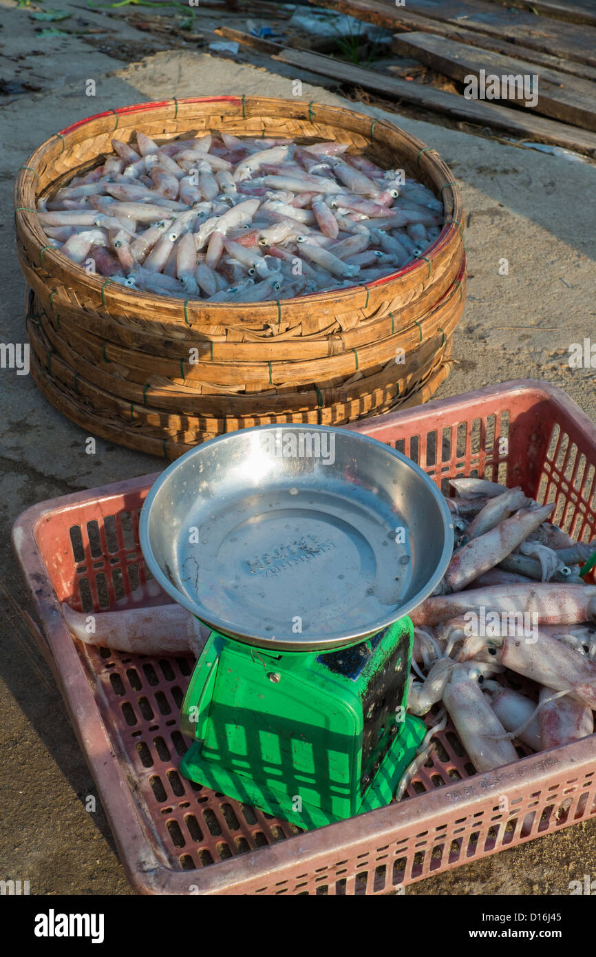 Squid and weighing scales by roadside adjacent to fishing village in ...