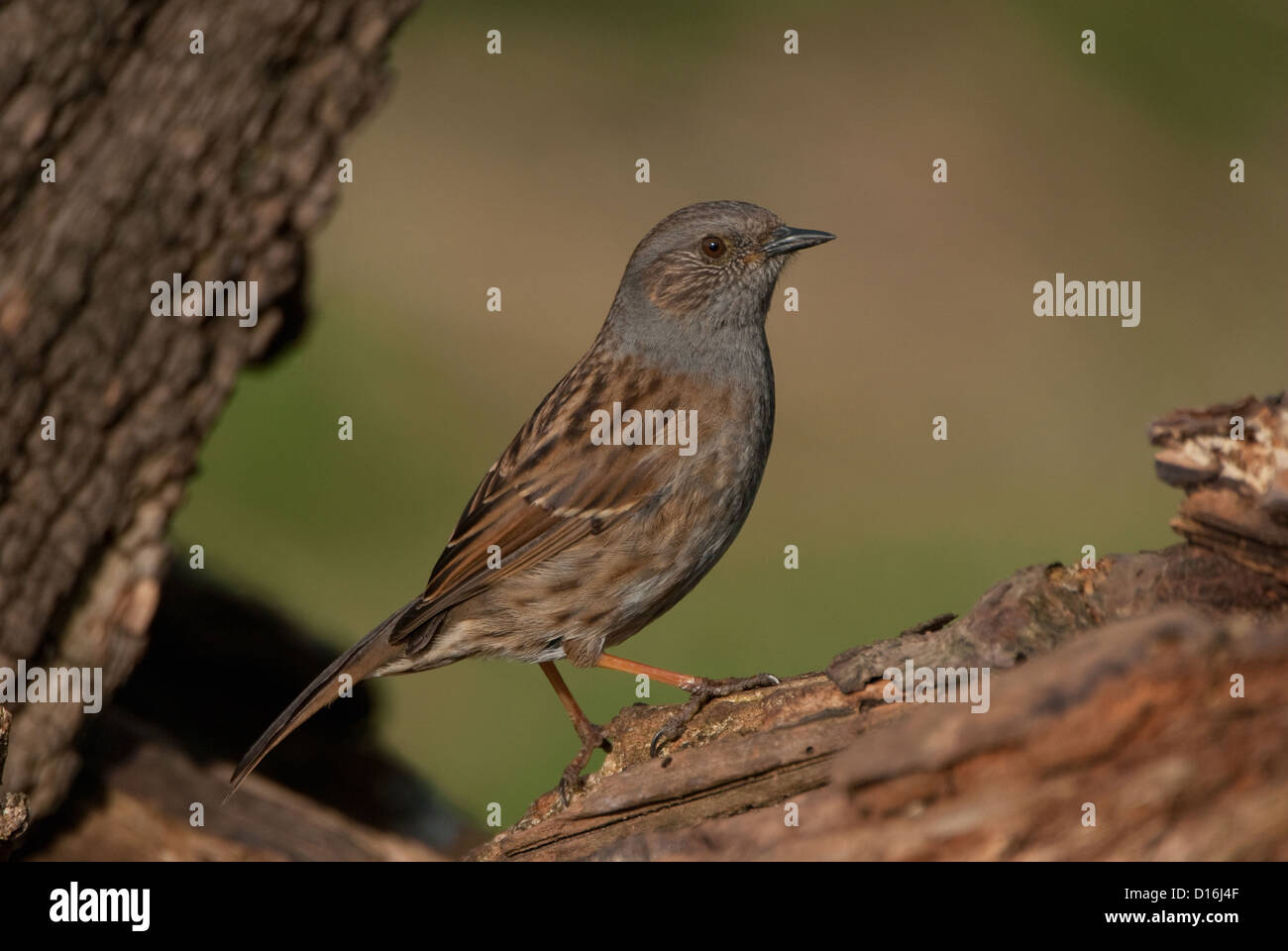 Male dunnock hi-res stock photography and images - Alamy