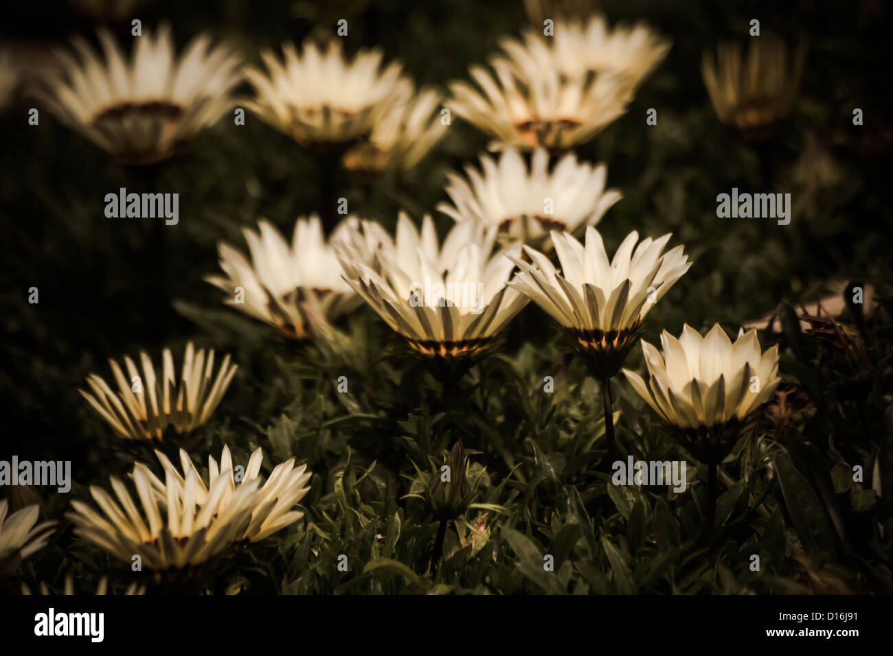 Red African Daisy High Resolution Stock Photography and Images - Alamy