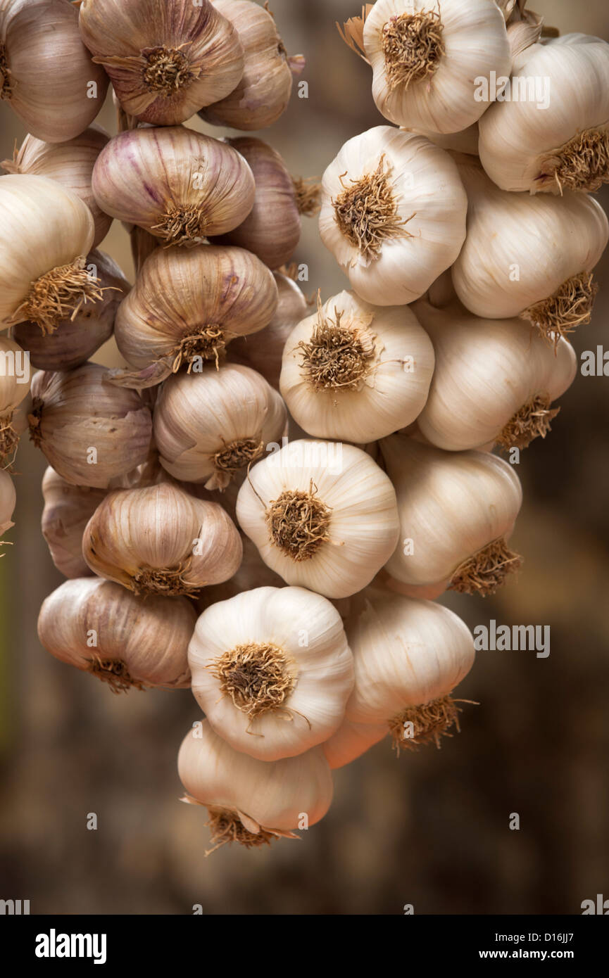 Garlic rope hanging garlic vertical hi-res stock photography and images ...