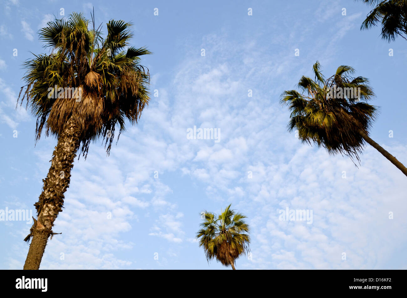 Palm tree park in city hi-res stock photography and images - Alamy