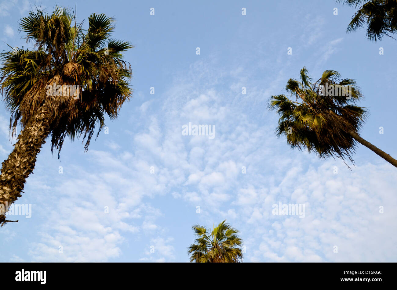 City park peru hi-res stock photography and images - Alamy