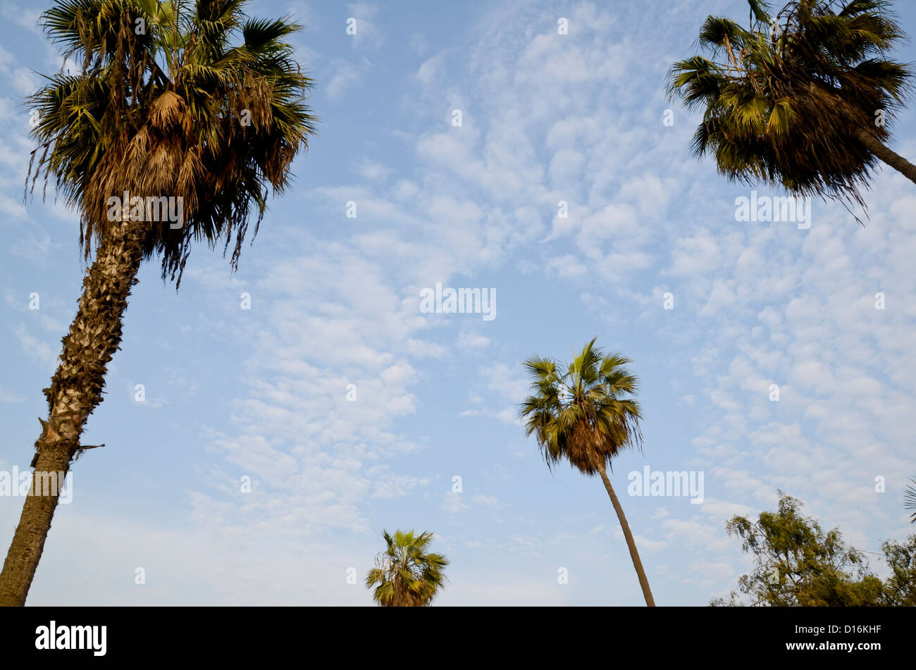 Palm tree in the Lima city. Peru Stock Photo - Alamy