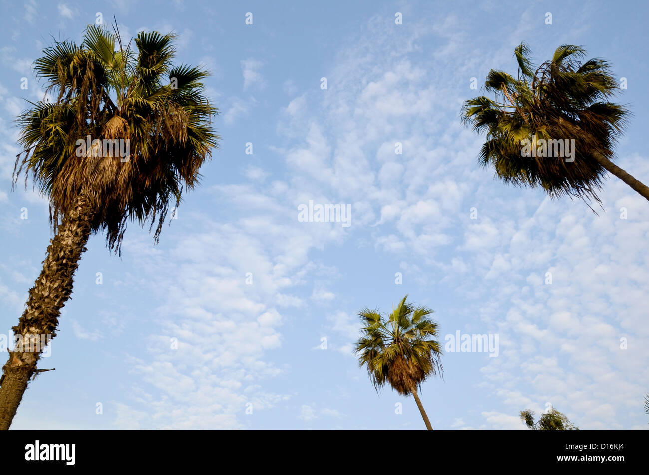 Palm tree in the Lima city. Peru Stock Photo - Alamy