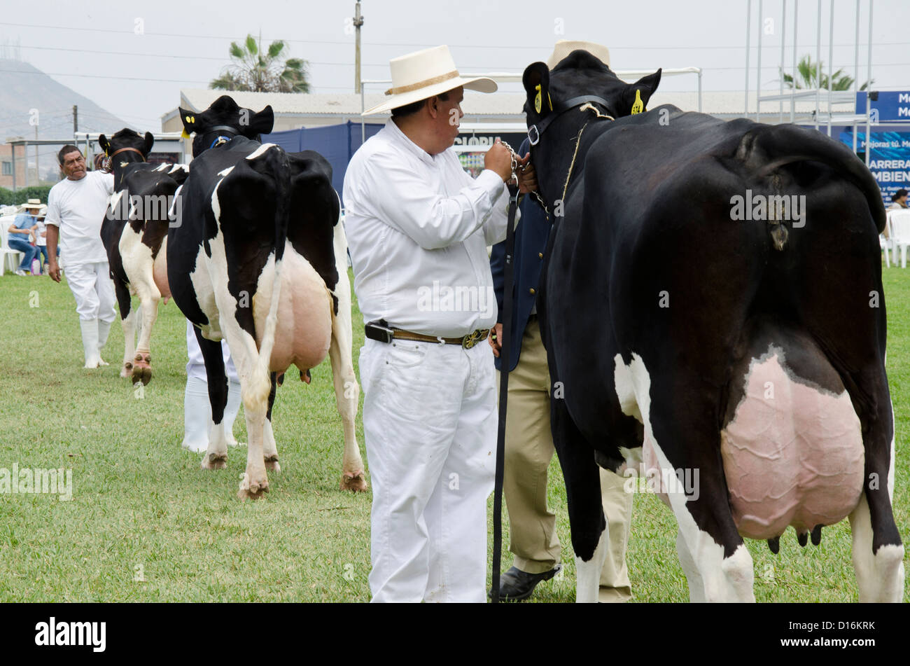 Cattle cow fair in Lima city. Holstein cow. Peru Stock Photo - Alamy
