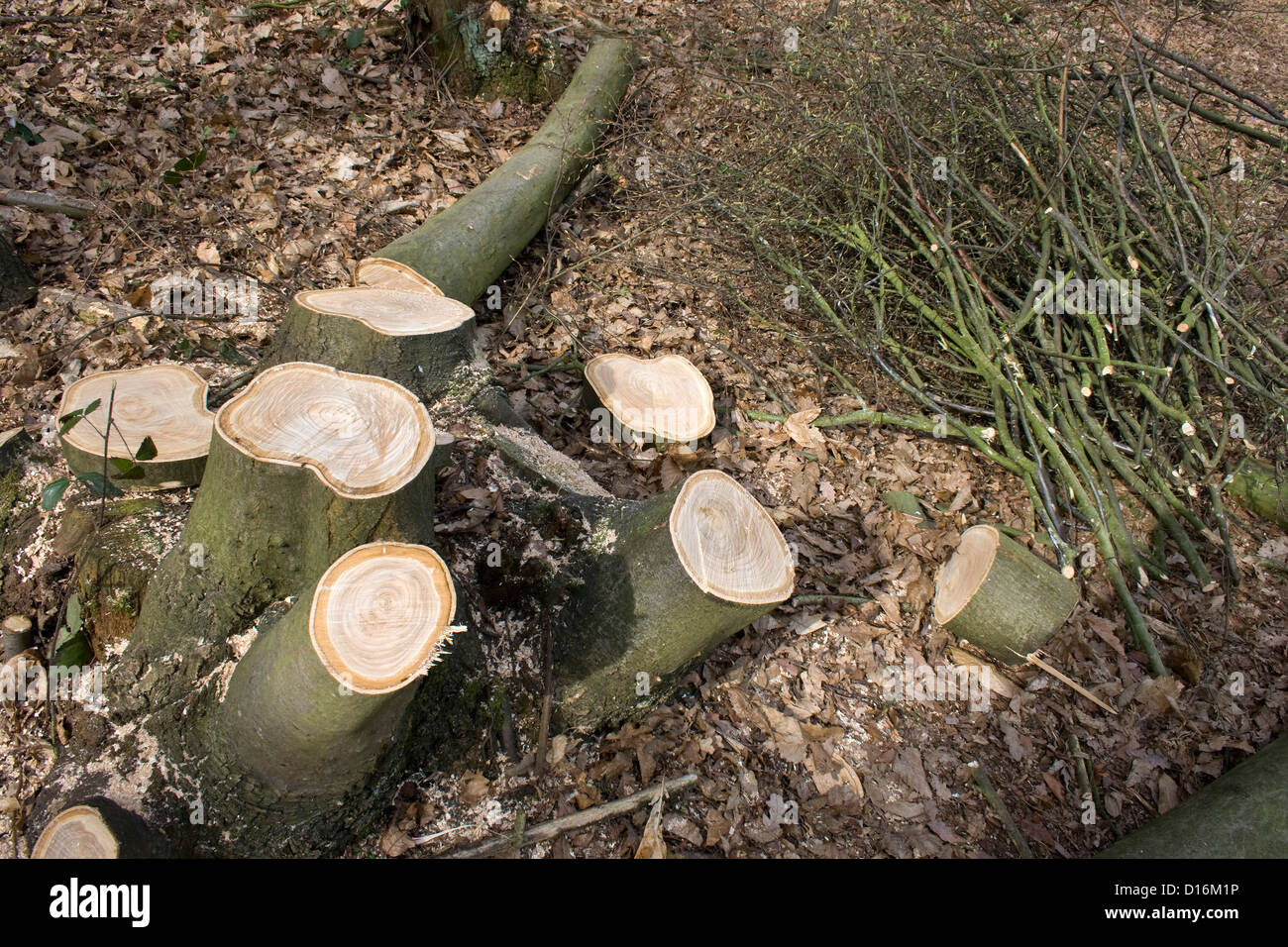 Coppicing hi-res stock photography and images - Alamy