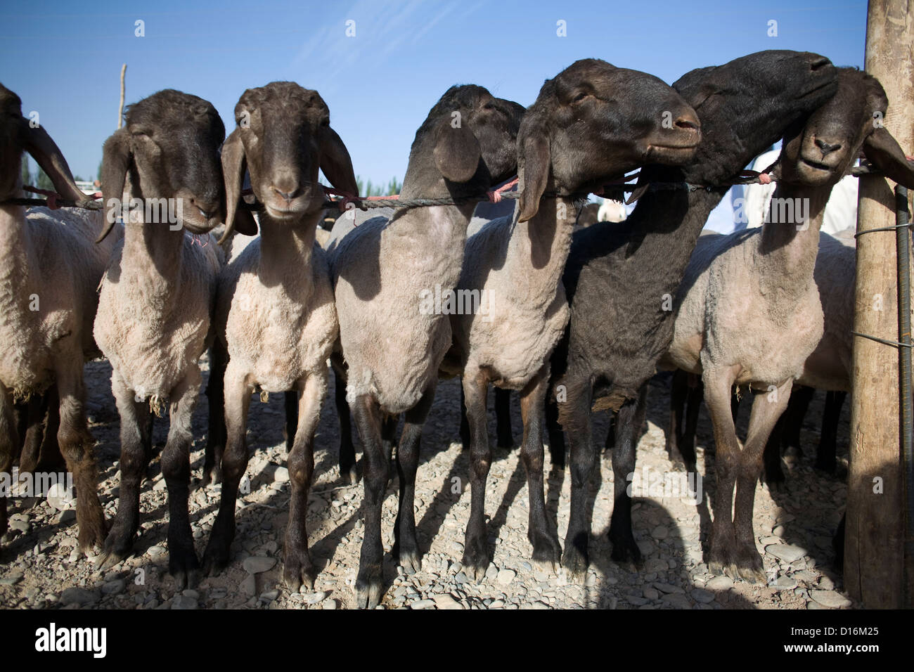 Xinjiang china sheep hi-res stock photography and images - Alamy
