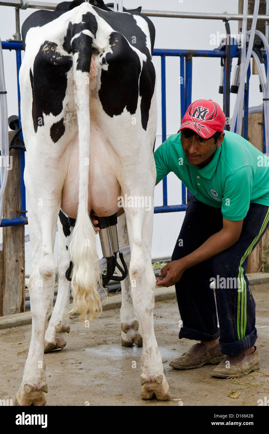 Cattle cow fair in Lima city. Holstein cow. Peru Stock Photo - Alamy