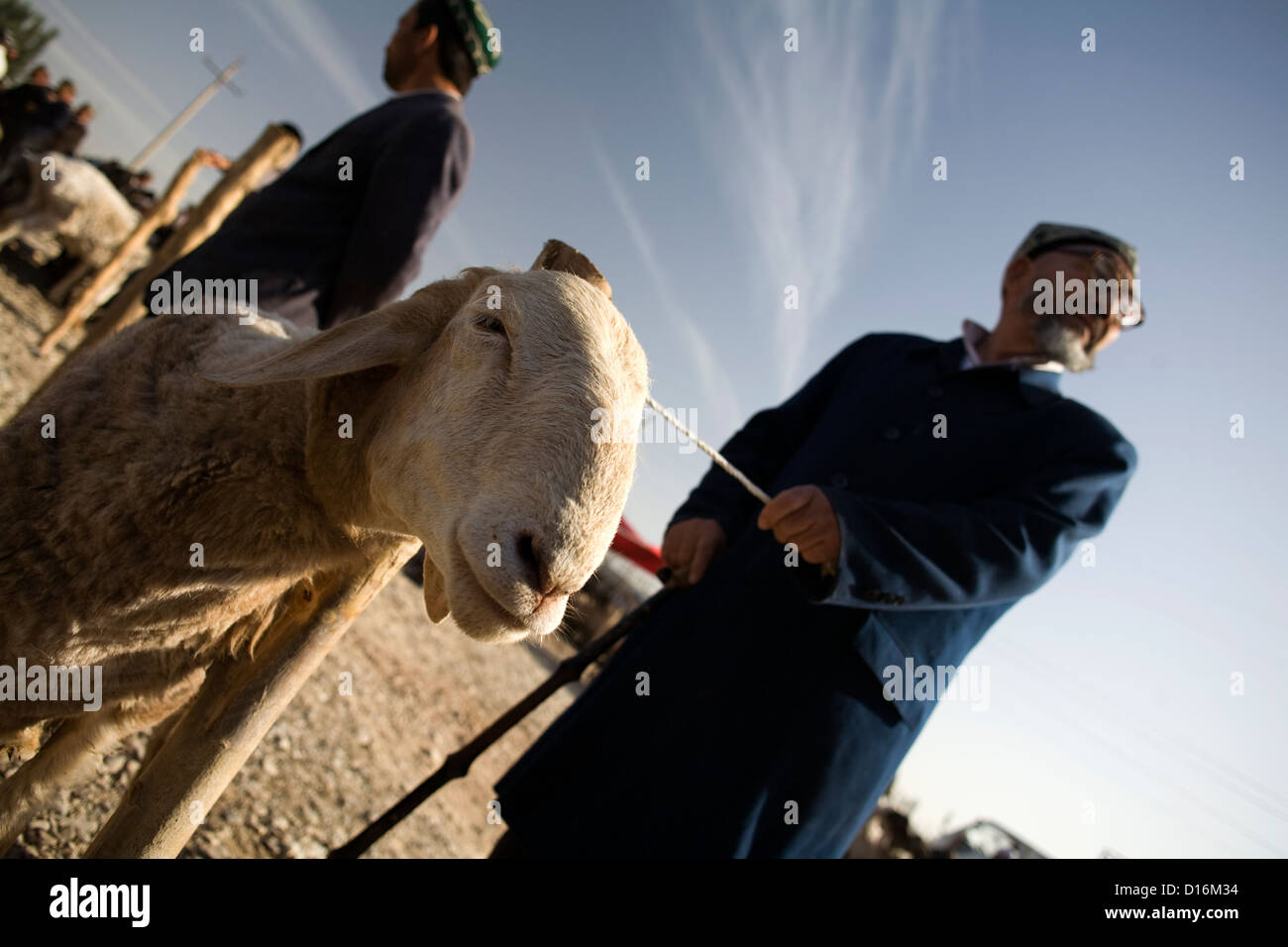 A man just baught a sheep at the animal market in Kashgar along the ...