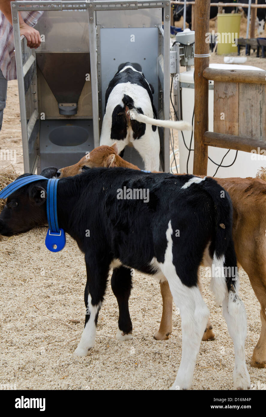 Cattle cow fair in Lima city. Holstein cow. Peru Stock Photo - Alamy
