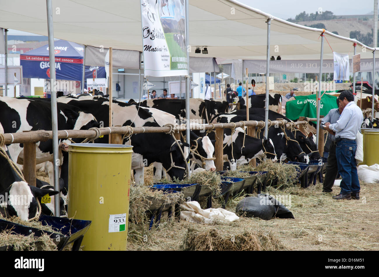 Cattle cow fair in Lima city. Holstein cow. Peru Stock Photo - Alamy