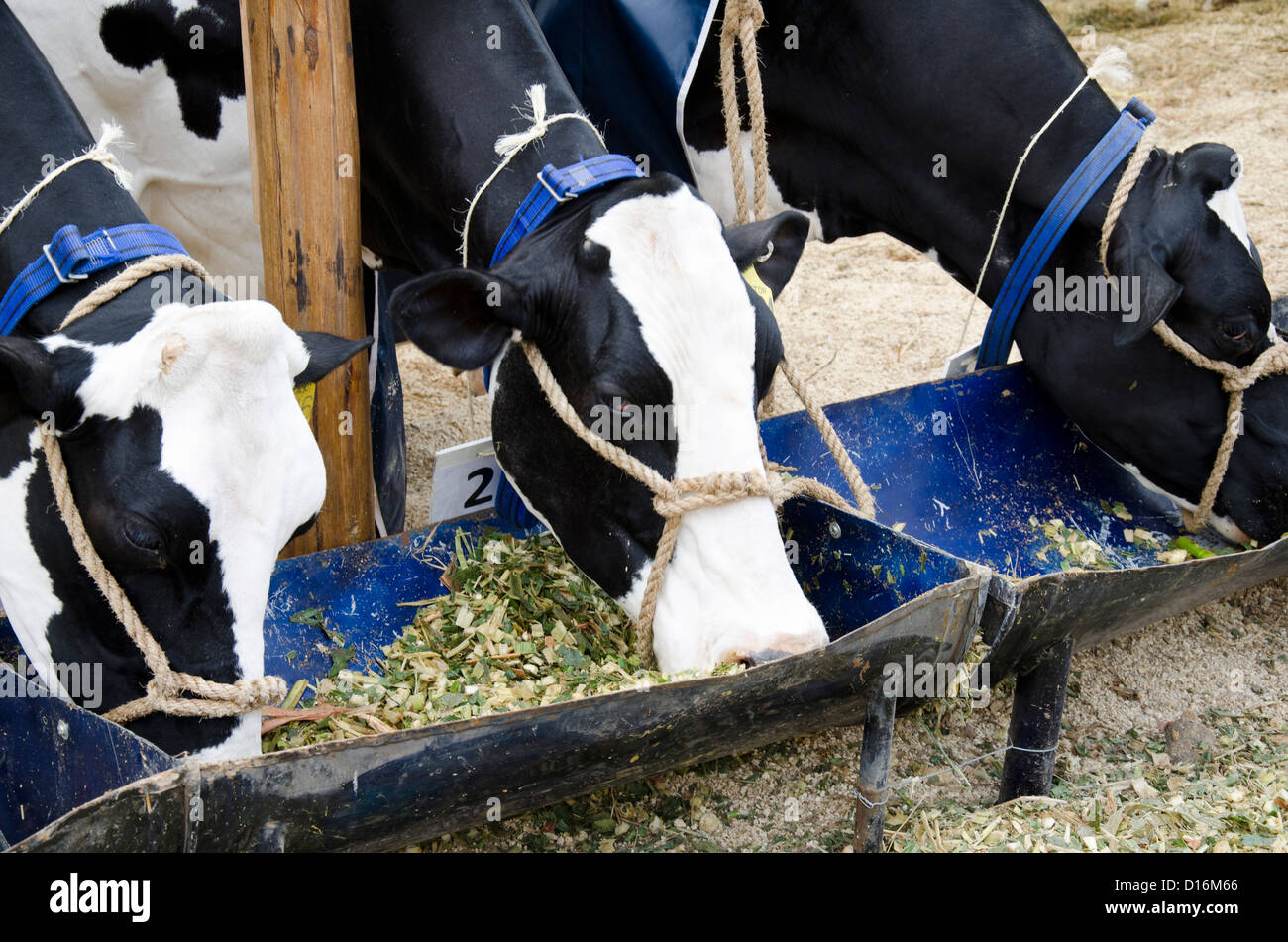 Cattle cow fair in Lima city. Holstein cow. Peru Stock Photo - Alamy