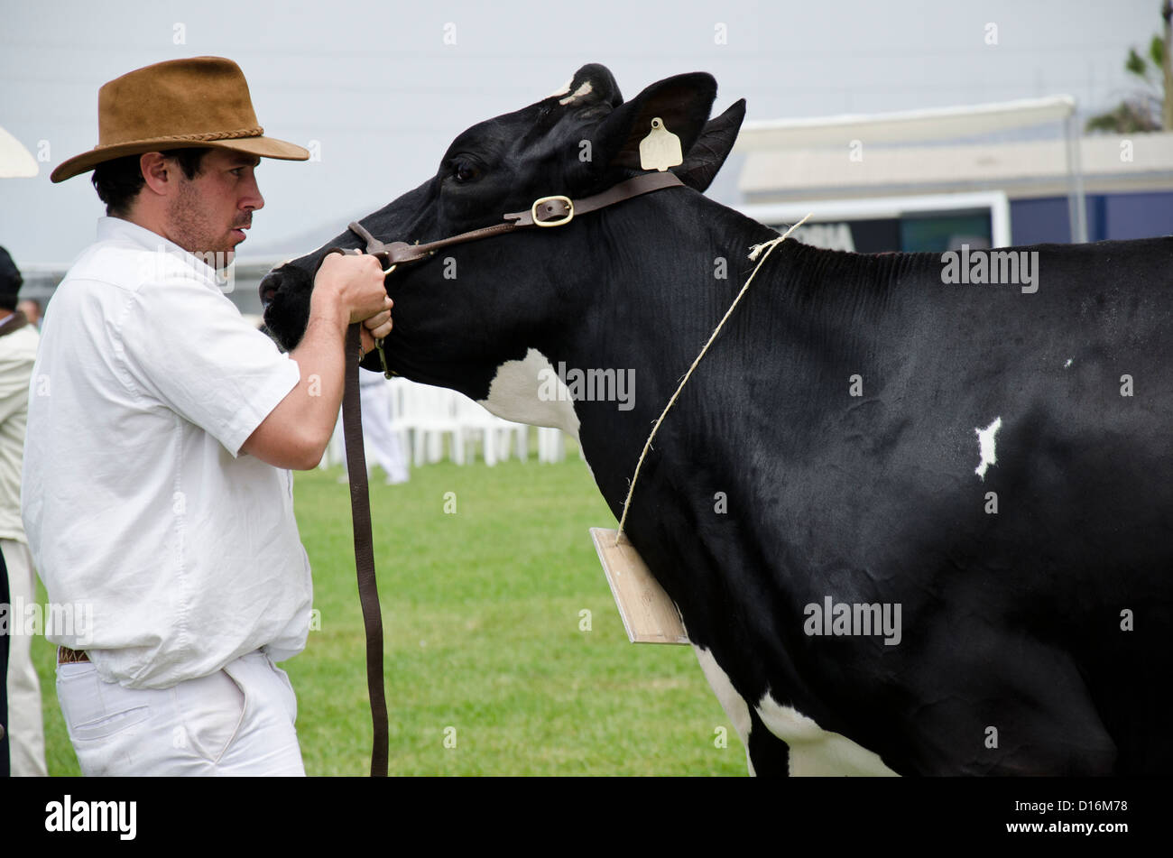 Cattle cow fair in Lima city. Holstein cow. Peru Stock Photo - Alamy