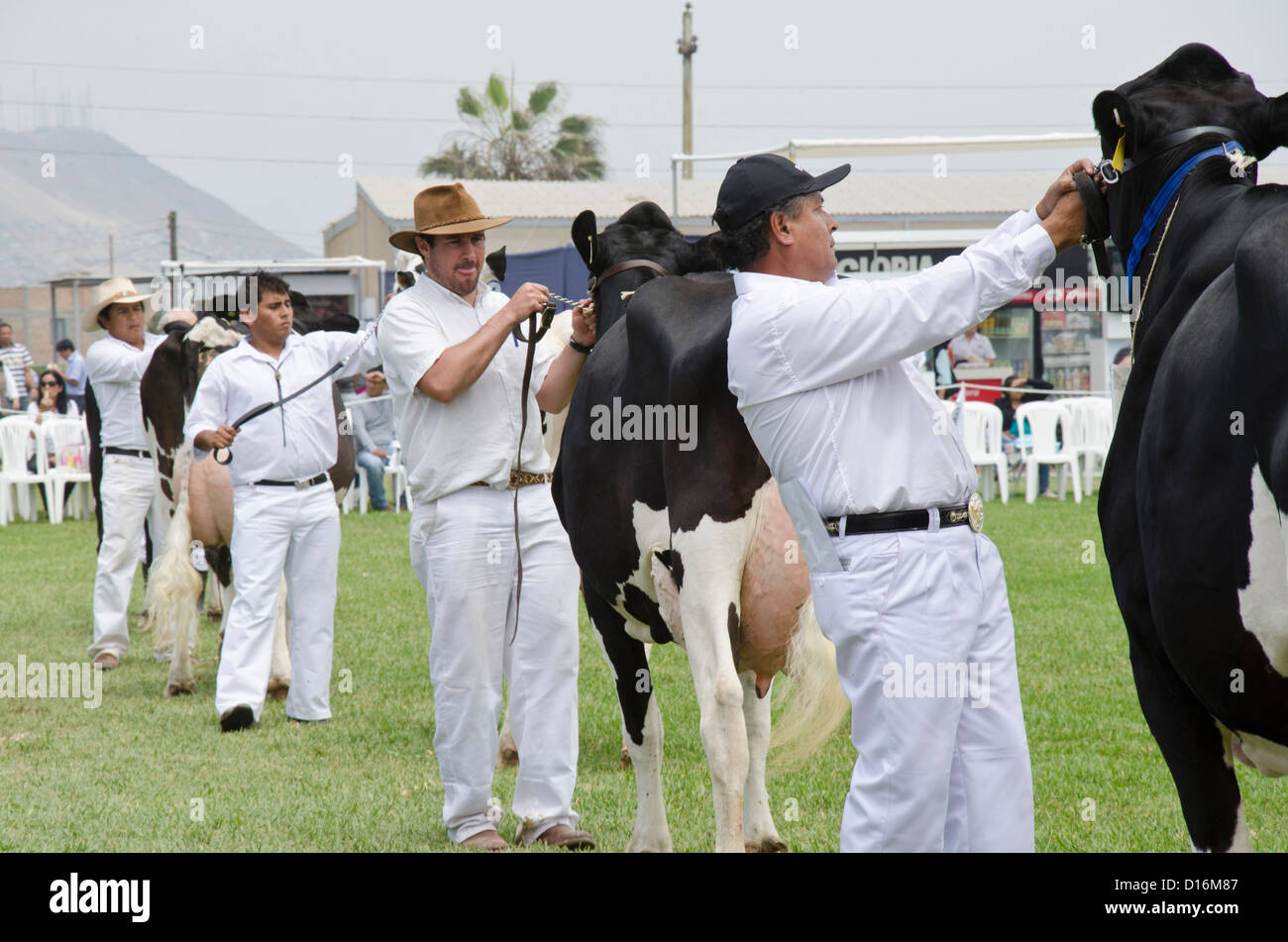 Cattle cow fair in Lima city. Holstein cow. Peru Stock Photo - Alamy