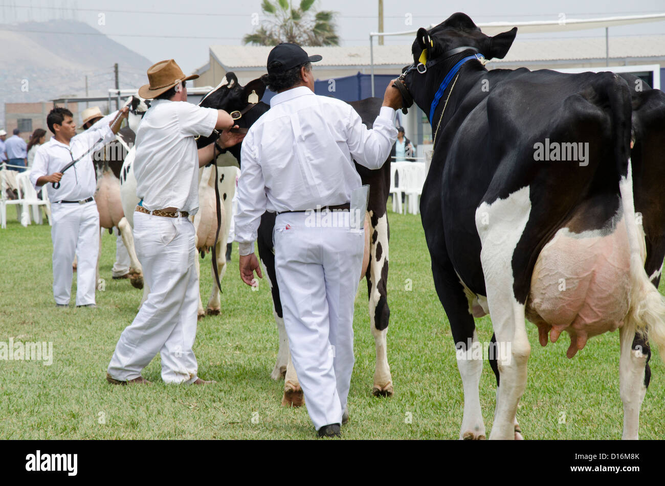Cattle cow fair in Lima city. Holstein cow. Peru Stock Photo - Alamy