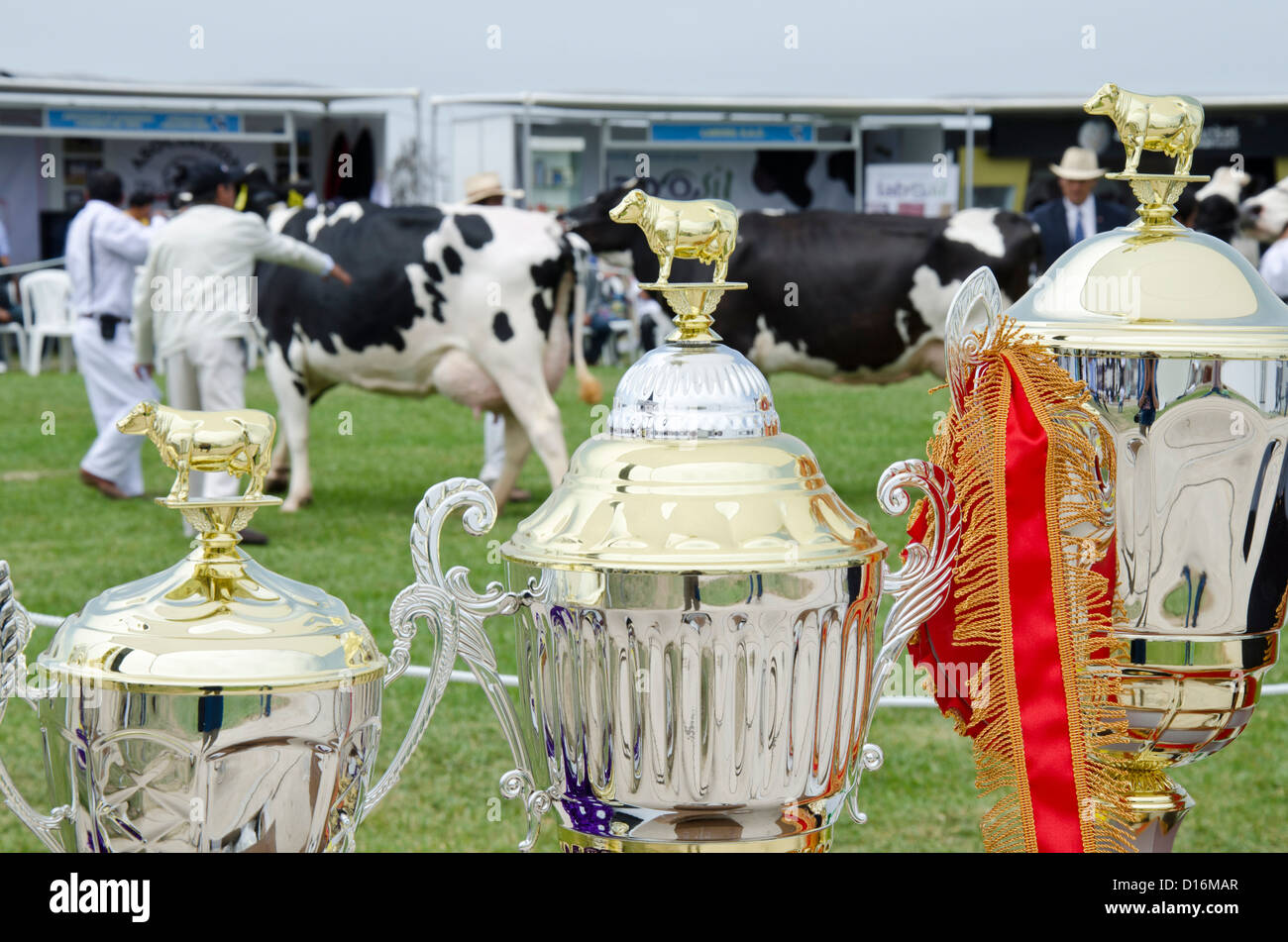 Cattle cow fair in Lima city. Holstein cow. Peru Stock Photo - Alamy