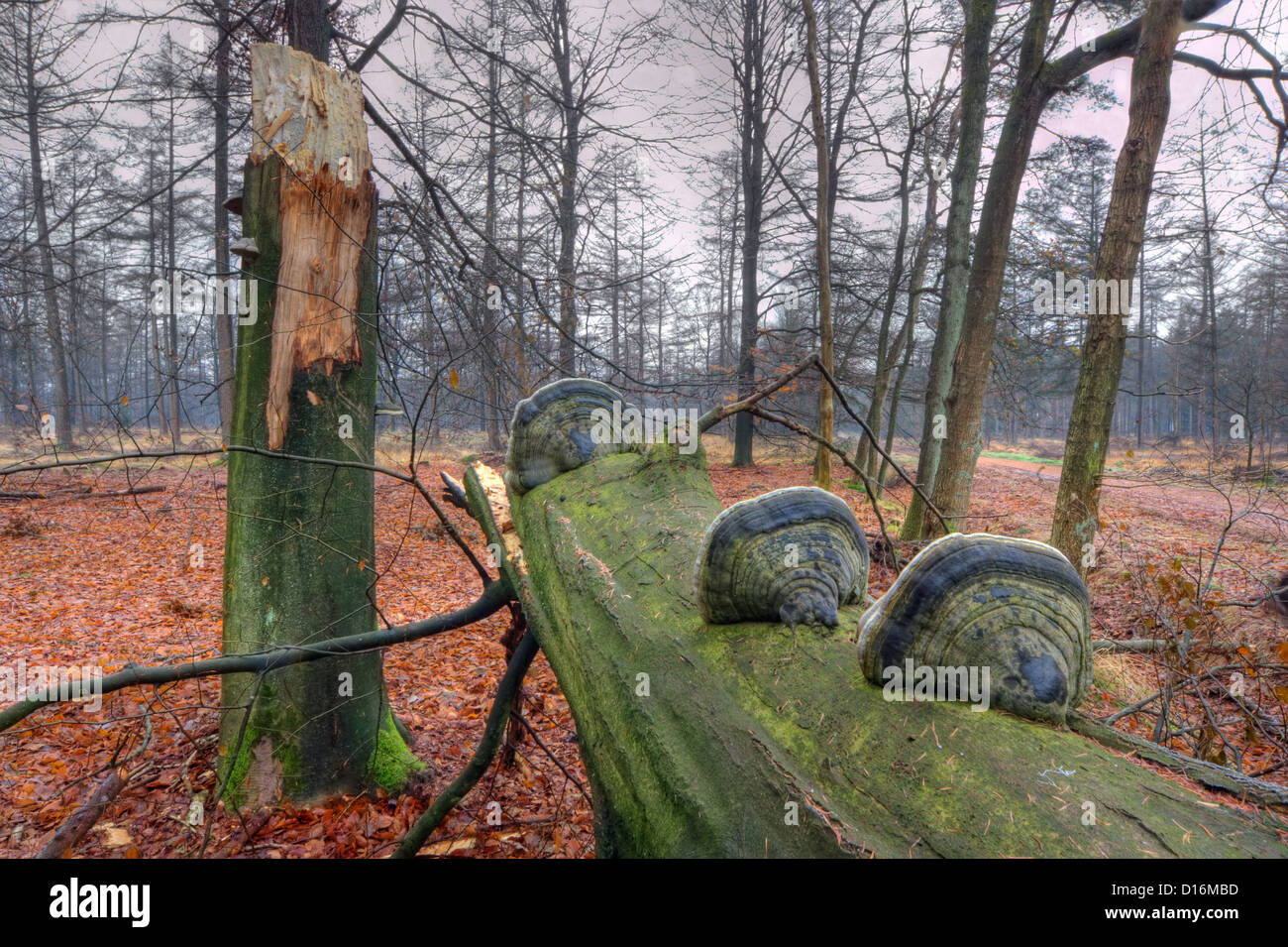 Rotten tree hi-res stock photography and images - Alamy