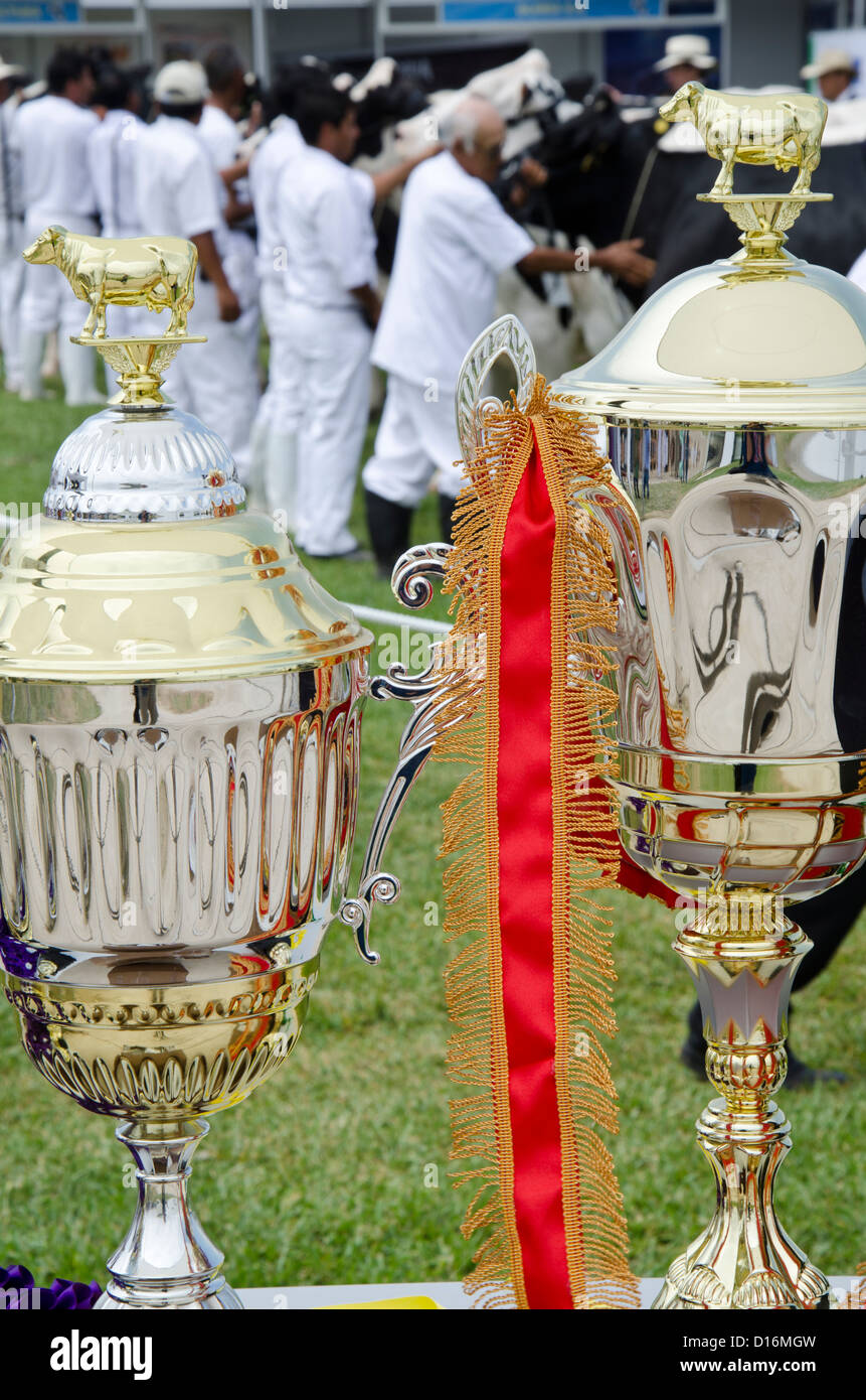 Cattle cow fair in Lima city. Holstein cow. Peru Stock Photo - Alamy