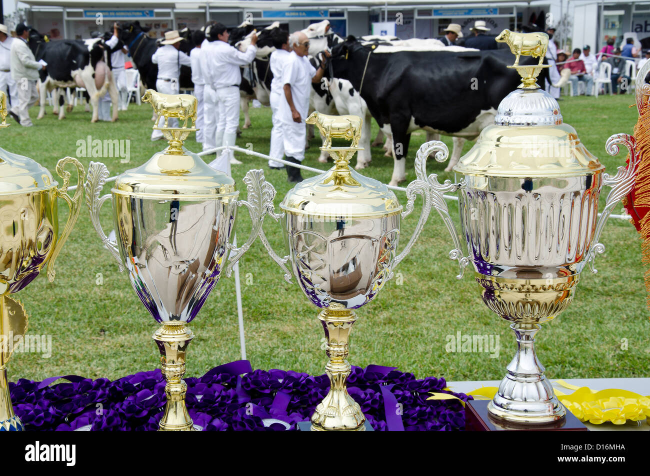 Cattle cow fair in Lima city. Holstein cow. Peru Stock Photo - Alamy