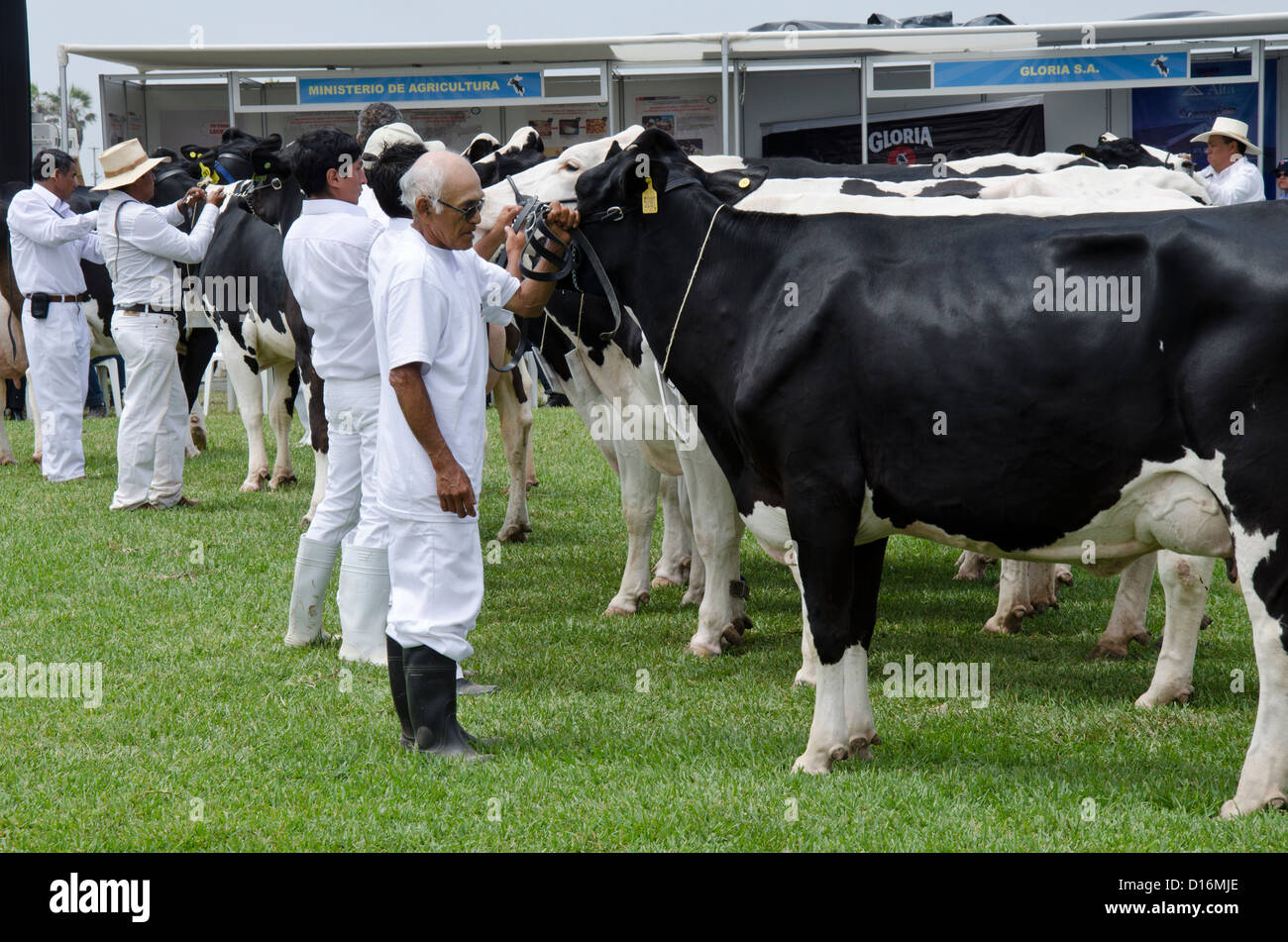 Cattle cow fair in Lima city. Holstein cow. Peru Stock Photo - Alamy