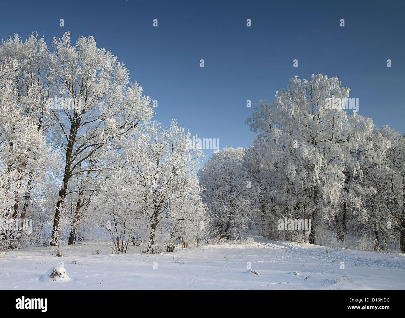 white winter trees Stock Photo - Alamy