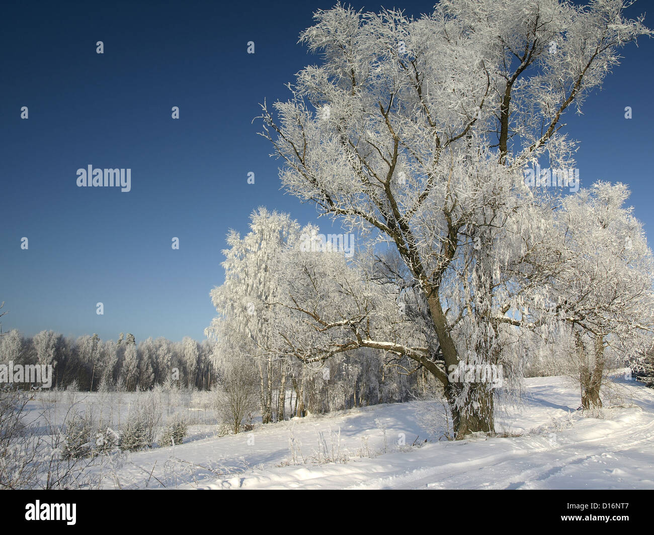 white frosted tree Stock Photo - Alamy