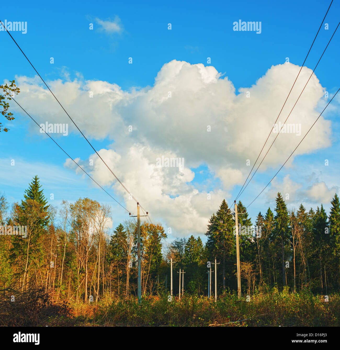 Columns and power line wires through the autumn forest. Power line ...