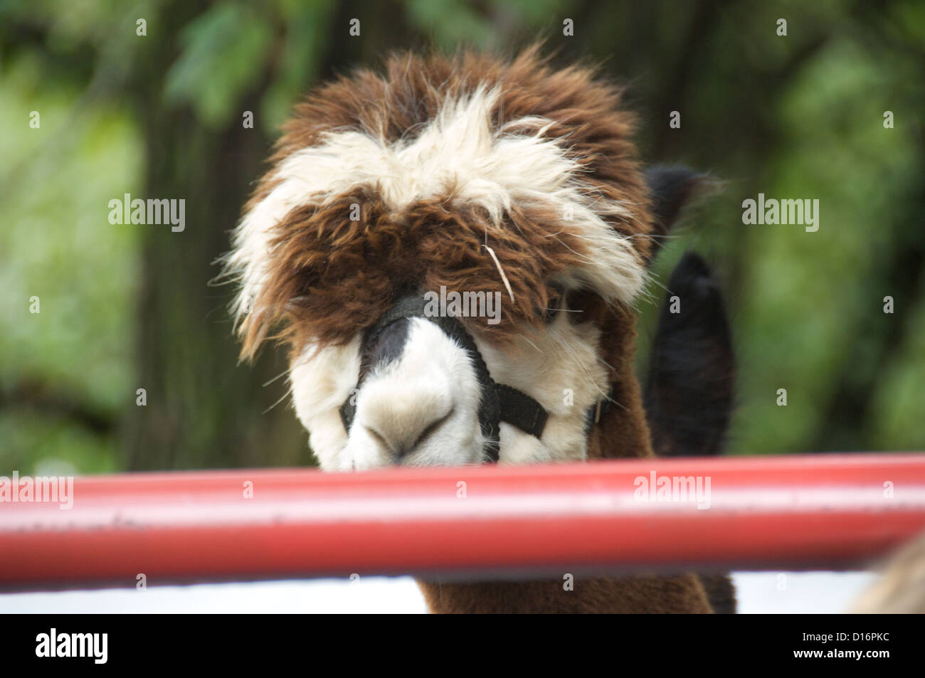 Alpaca in a fence Stock Photo - Alamy