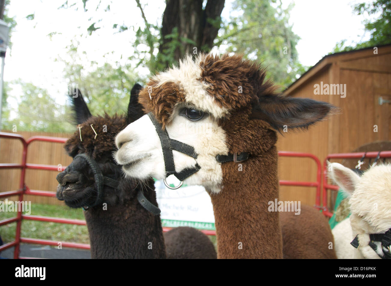 Alpaca in a fence Stock Photo - Alamy