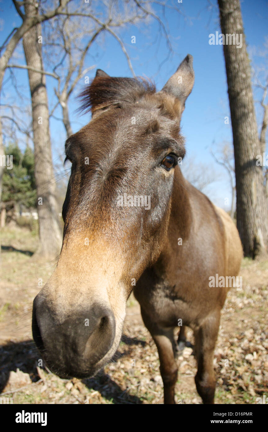 Wide angle of donkey Stock Photo - Alamy