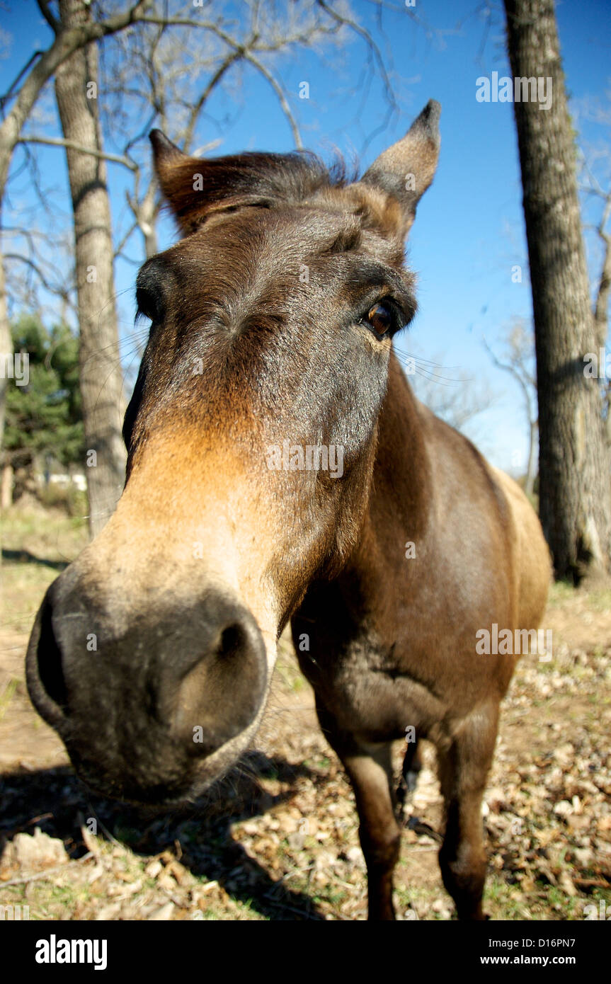 Wide angle of donkey Stock Photo - Alamy