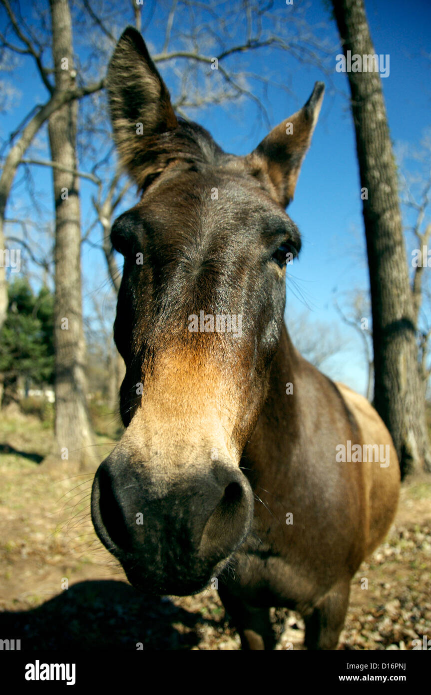 Wide angle of donkey Stock Photo - Alamy