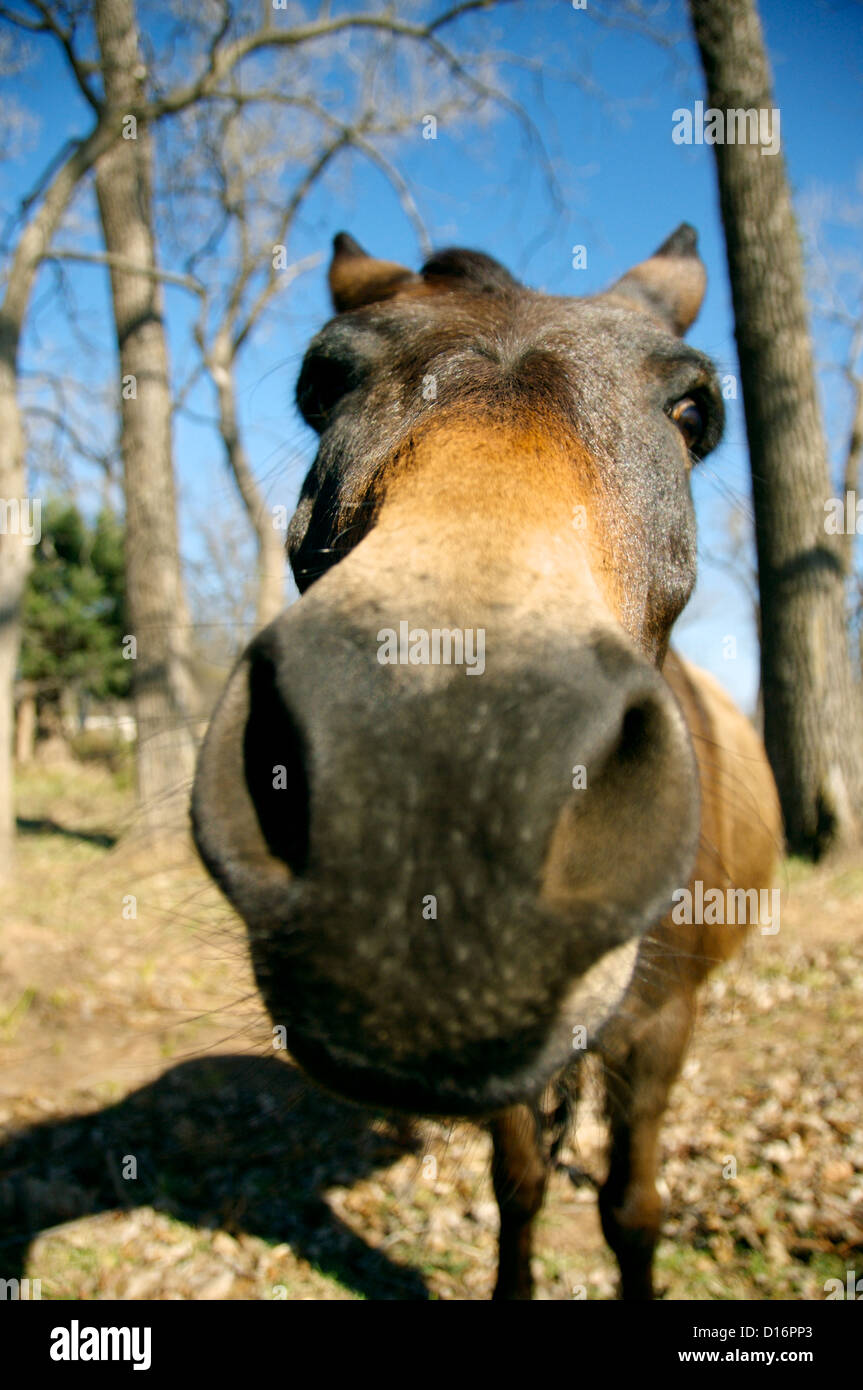 Wide angle of donkey Stock Photo - Alamy
