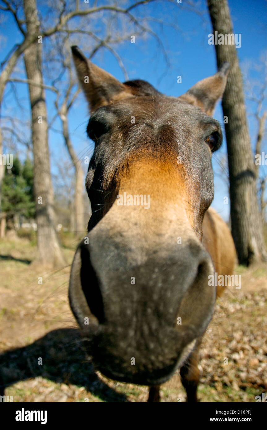 Wide angle of donkey Stock Photo - Alamy