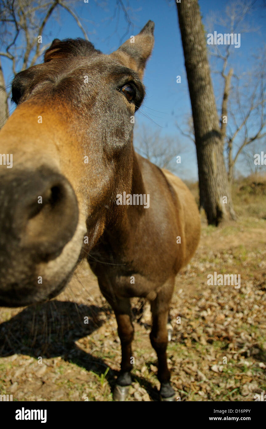 Wide angle of donkey Stock Photo - Alamy