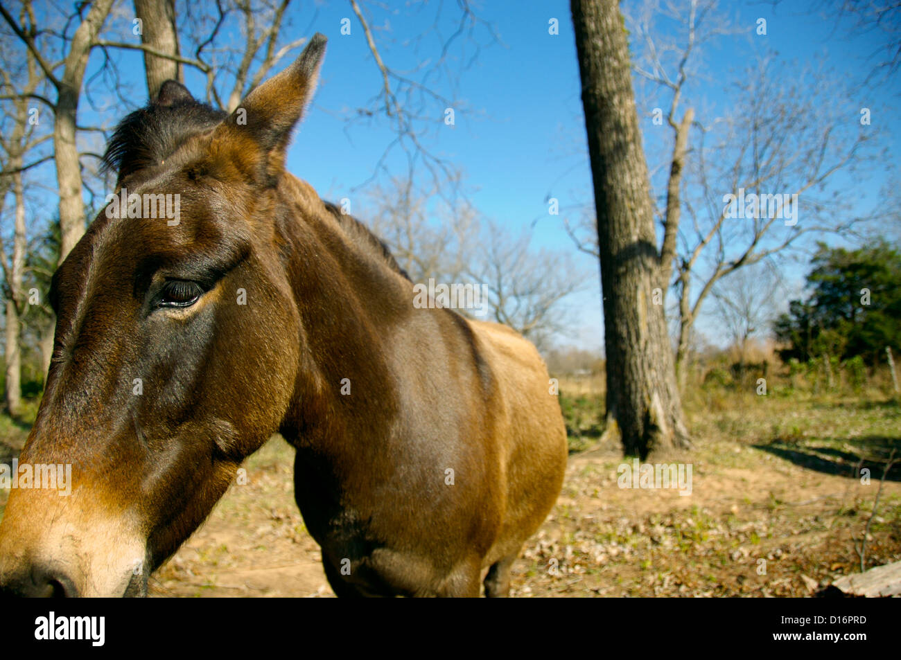 Wide angle of donkey Stock Photo - Alamy