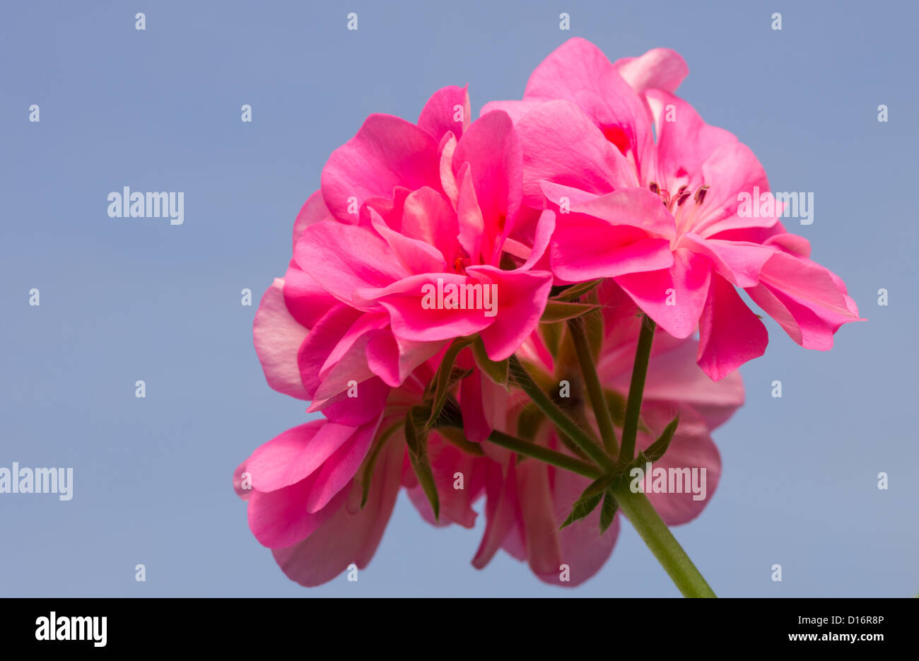 A pink geranium flower against the blue sky Stock Photo - Alamy