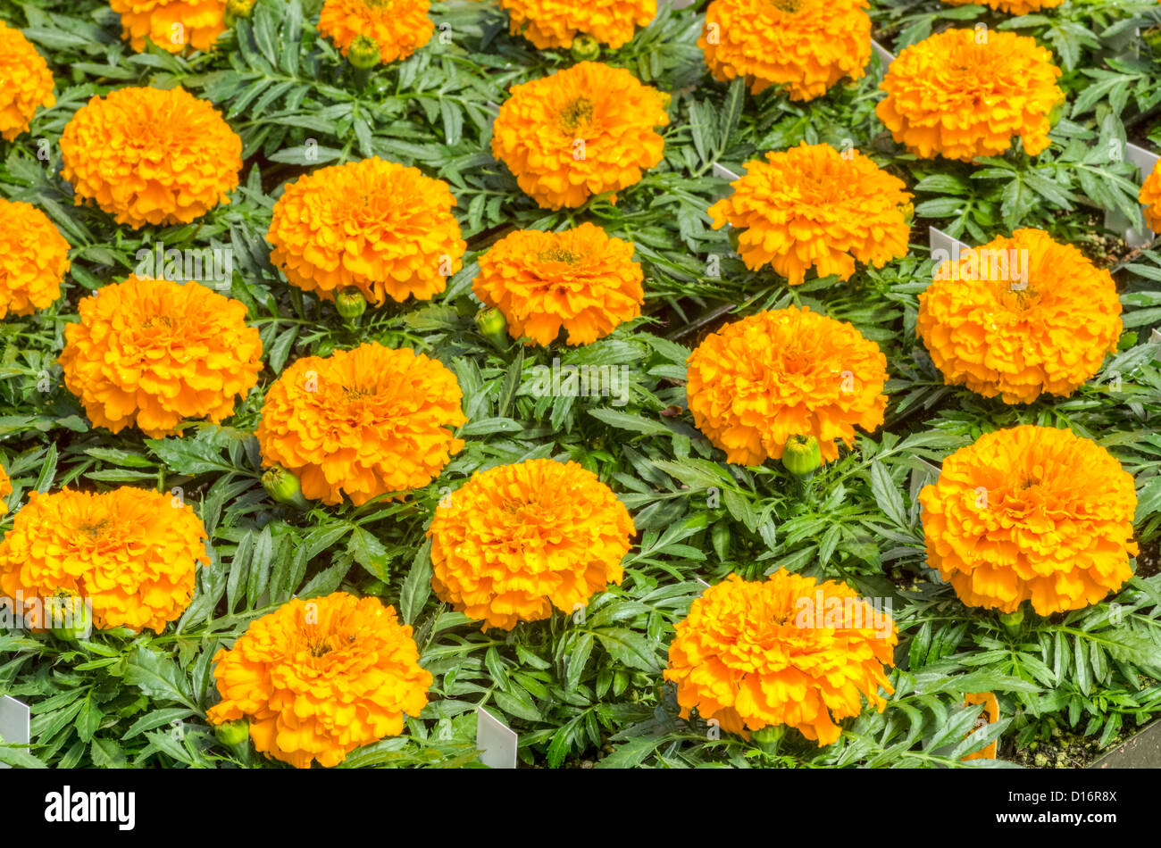 Marigold blooms hi-res stock photography and images - Alamy
