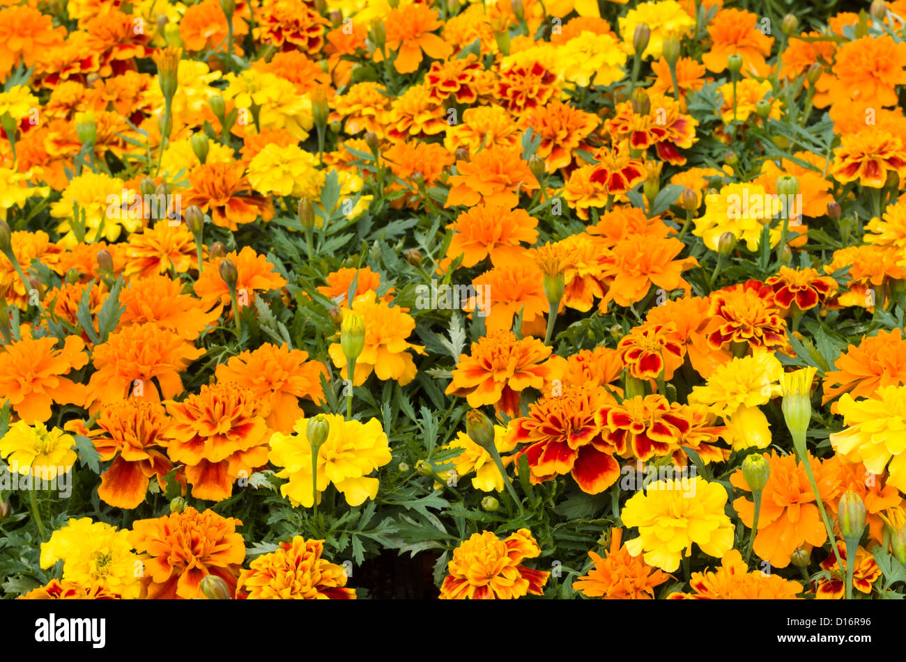 A display of marigold flowers in the garden Stock Photo - Alamy